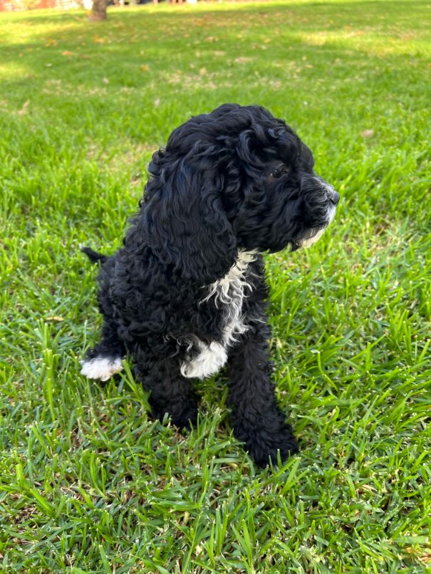 F1b Miniature Spoodle Girl 1 | Ameys Puppies