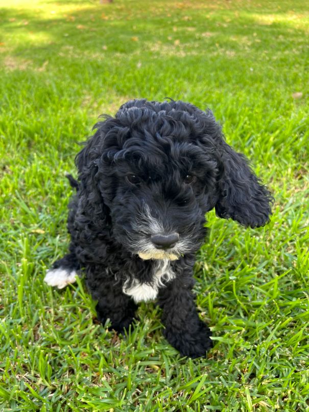 F1b Miniature Spoodle Girl 1 | Ameys Puppies