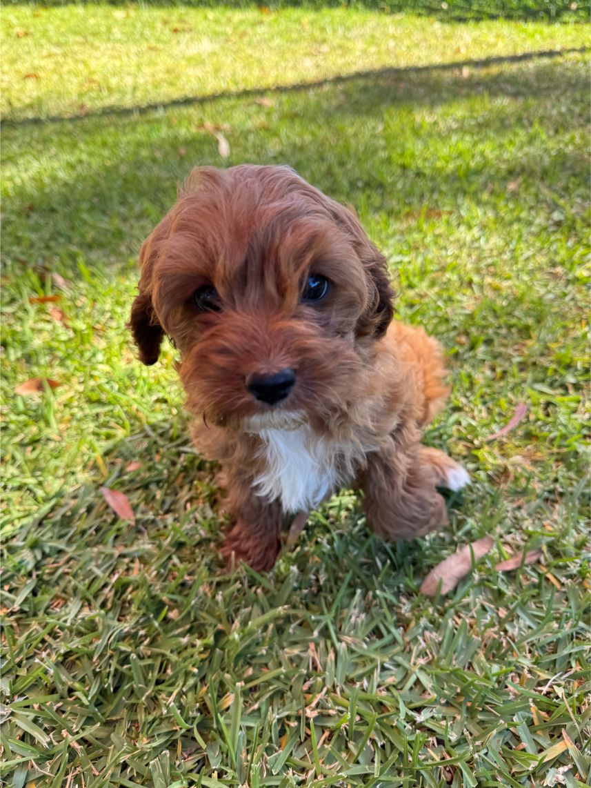 Cavoodle Puppies 7 | Domestic Animal | Ameys Puppies