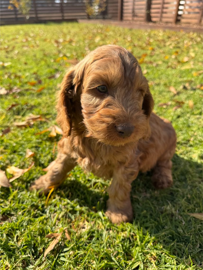 F1b Miniature Spoodle Girl 1 | Ameys Puppies