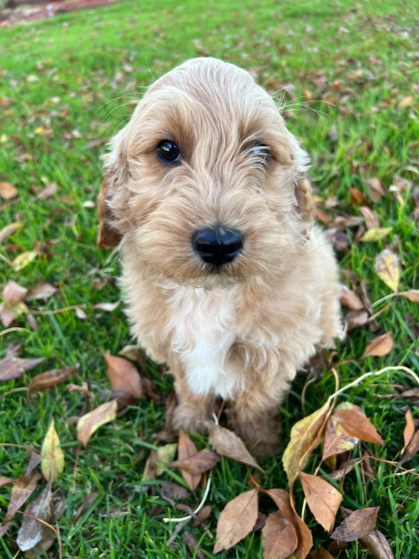 Medium Groodle Boy 5 | Domestic Animal | Ameys Puppies