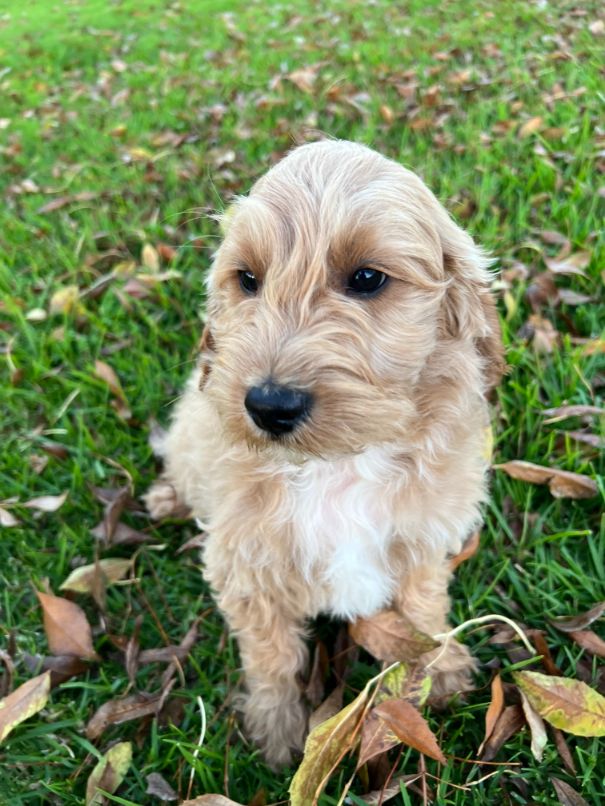 Medium Groodle Boy 5 | Domestic Animal | Ameys Puppies