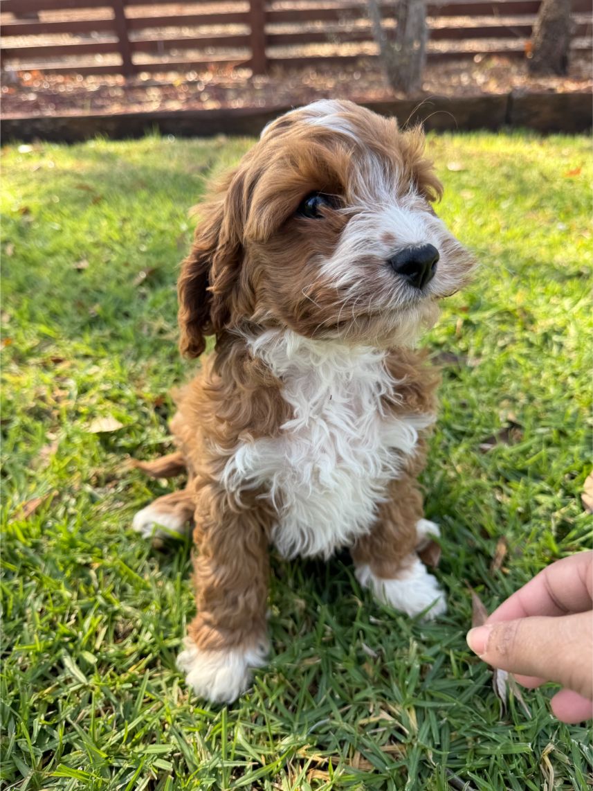 Cavoodle Puppies 7 | Domestic Animal | Ameys Puppies