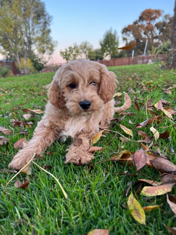 Medium Groodle Boy 5 | Domestic Animal | Ameys Puppies