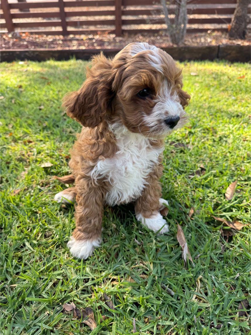 Cavoodle Puppies 7 | Domestic Animal | Ameys Puppies