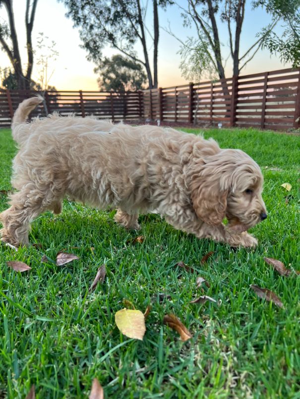 Medium Groodle Boy 5 | Domestic Animal | Ameys Puppies