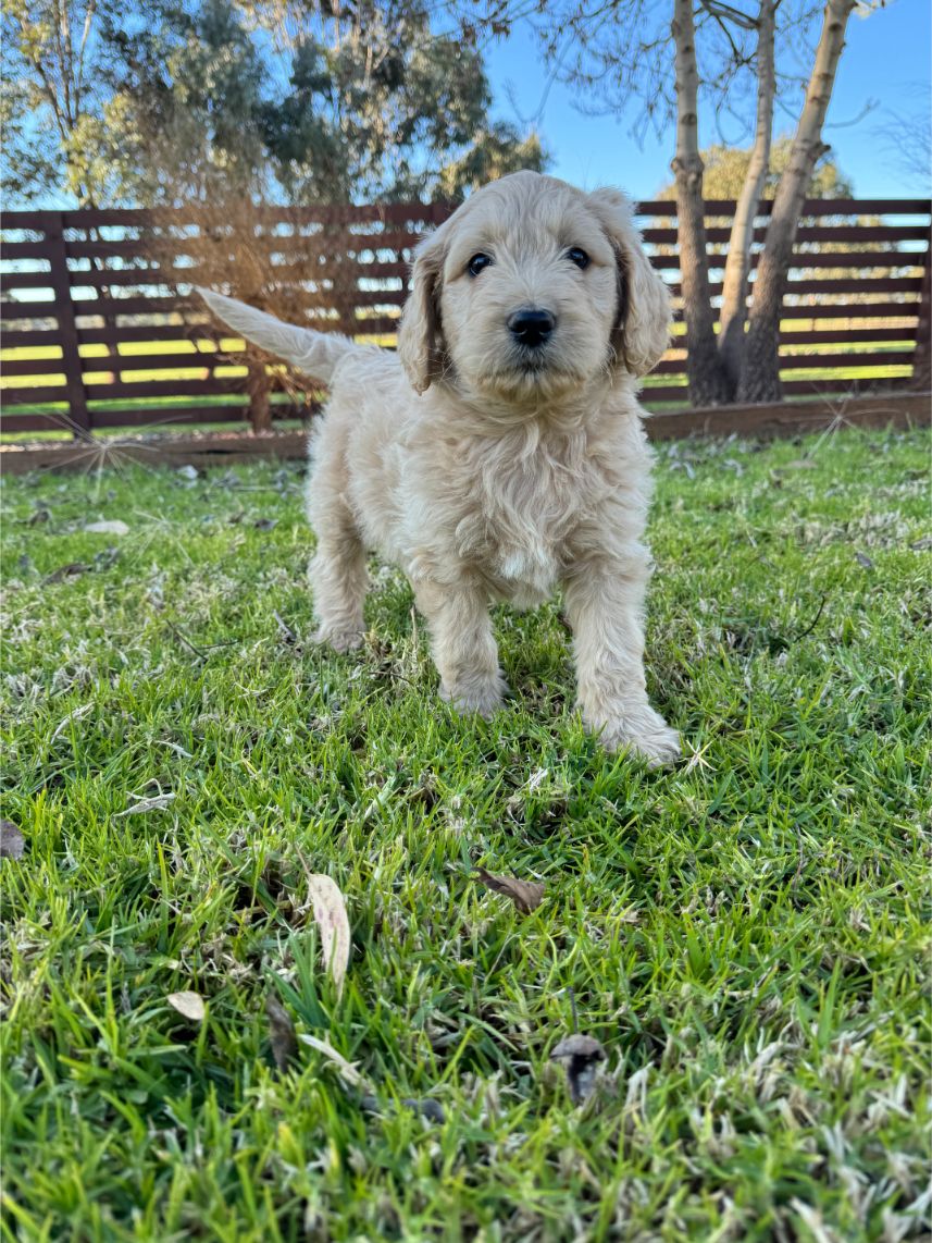 Medium Groodle Boy 5 | Domestic Animal | Ameys Puppies