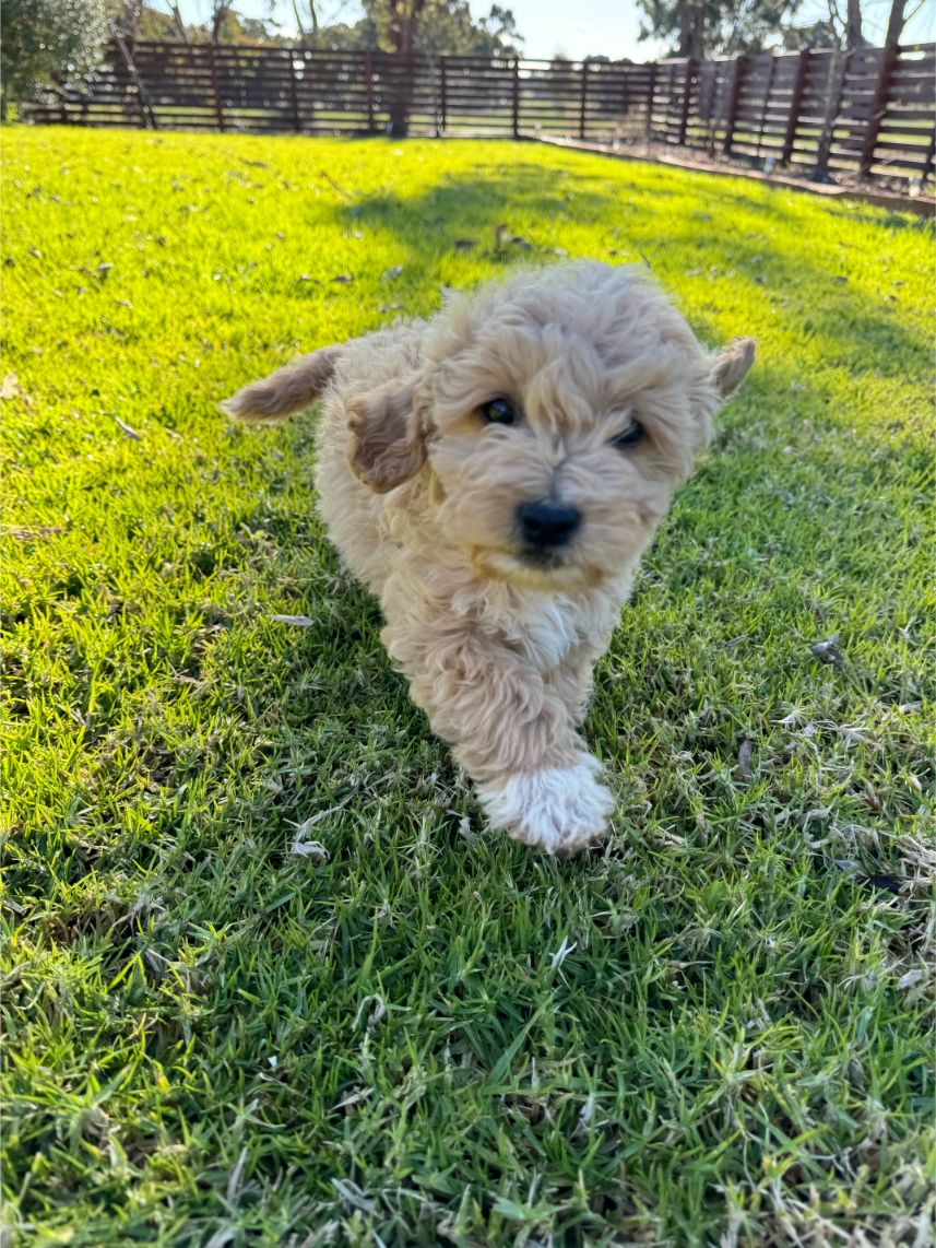 Medium Groodle Boy 5 | Domestic Animal | Ameys Puppies