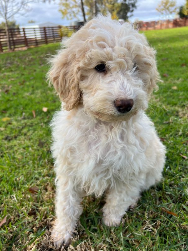 Sheepadoodle Boy 3 - SOLD | Domestic Animal | Ameys Puppies