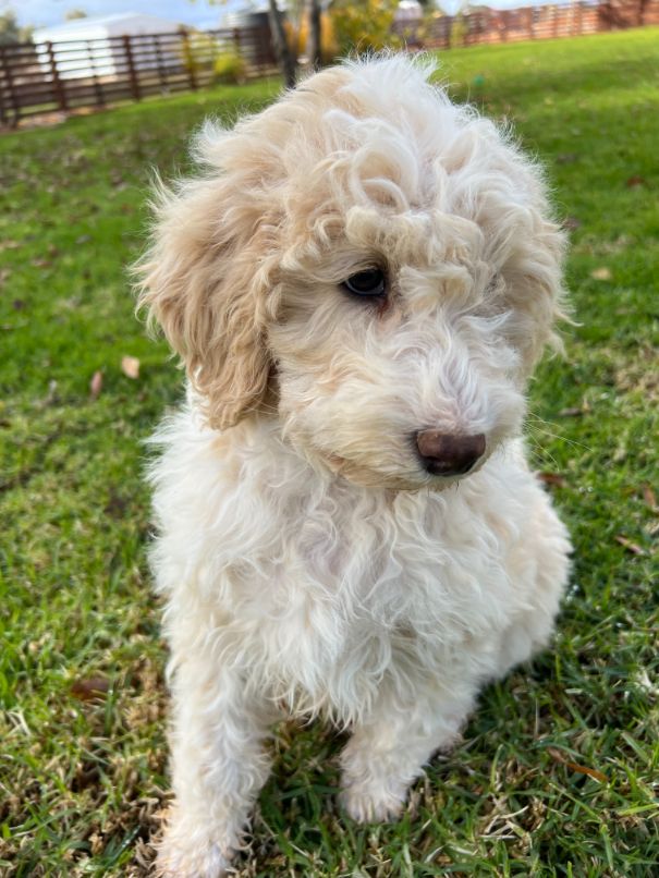 Sheepadoodle Boy 3 - SOLD | Domestic Animal | Ameys Puppies