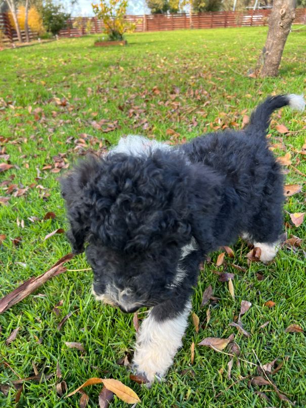 Sheepadoodle Boy 3 - SOLD | Domestic Animal | Ameys Puppies