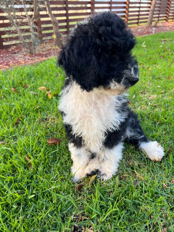 Sheepadoodle Boy 3 - SOLD | Domestic Animal | Ameys Puppies
