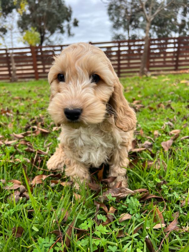 F1b Miniature Spoodle Girl 1 | Ameys Puppies