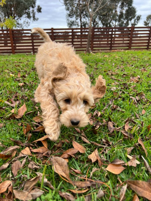 F1b Miniature Spoodle Girl 1 | Ameys Puppies