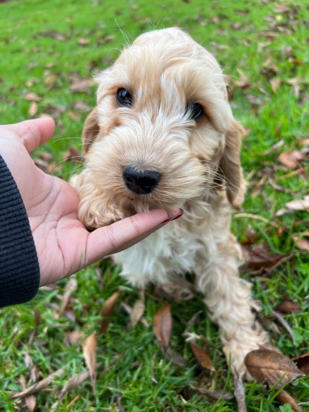 F1b Miniature Spoodle Girl 1 | Ameys Puppies
