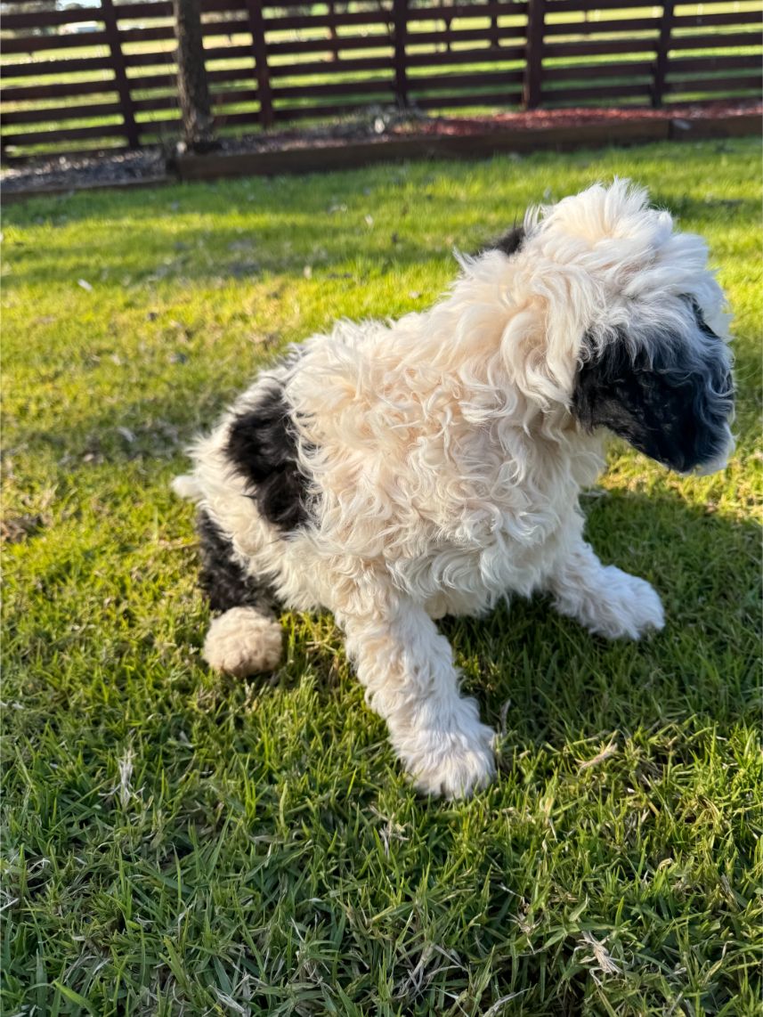 Sheepadoodle Boy 3 - SOLD | Domestic Animal | Ameys Puppies