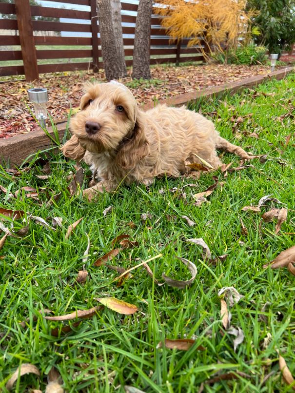 F1b Miniature Spoodle Girl 1 | Ameys Puppies