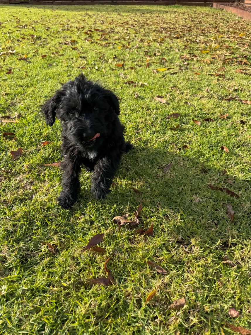 Schnoodle Puppies 5 | Domestic Animal | Ameys Puppies