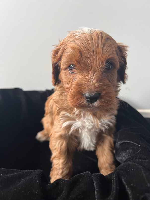 Cavoodle Puppies 7 | Domestic Animal | Ameys Puppies