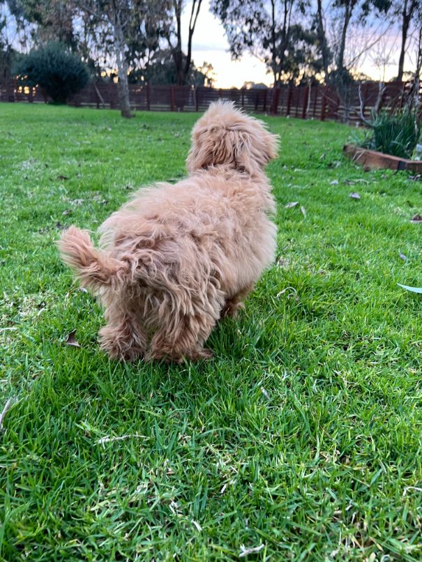 Medium Groodle Boy 5 | Domestic Animal | Ameys Puppies