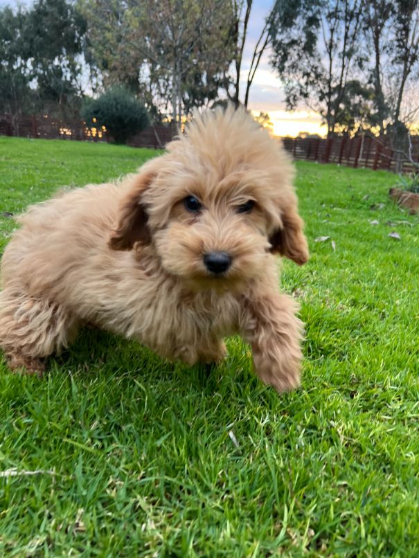 Medium Groodle Boy 5 | Domestic Animal | Ameys Puppies