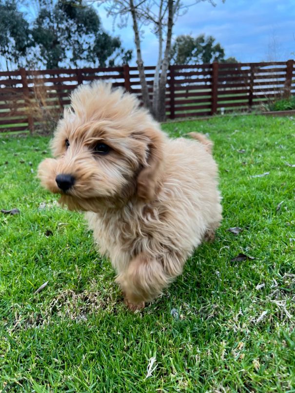 Medium Groodle Boy 5 | Domestic Animal | Ameys Puppies