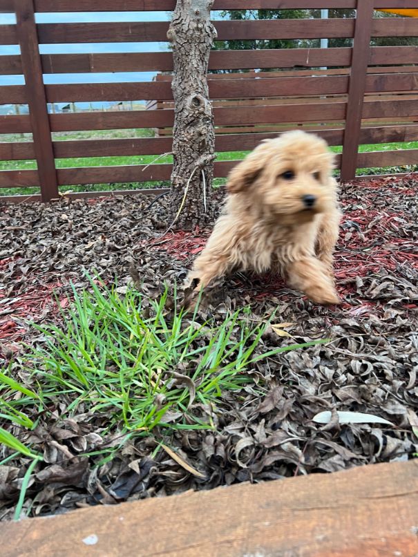 Medium Groodle Boy 5 | Domestic Animal | Ameys Puppies