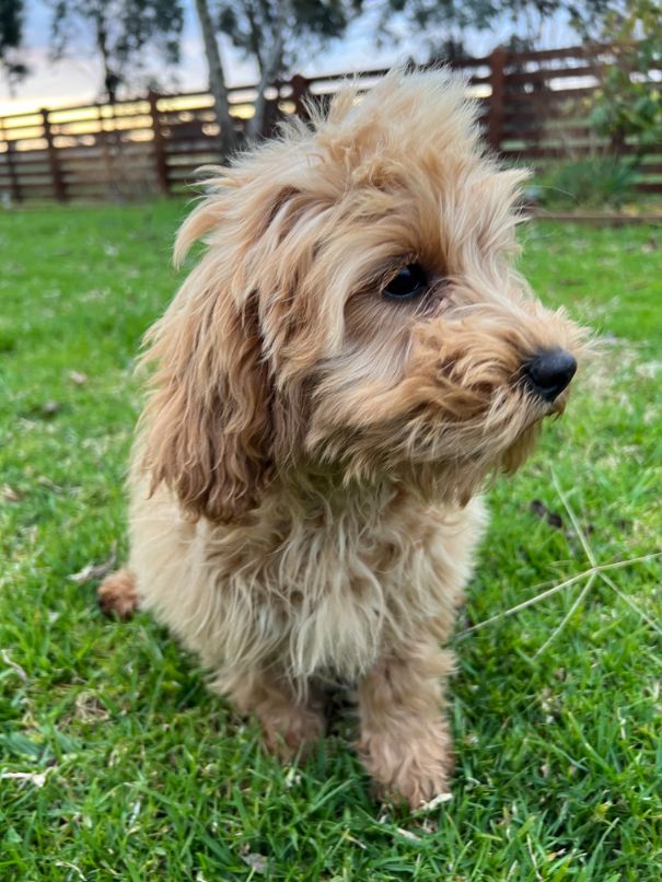 Medium Groodle Boy 5 | Domestic Animal | Ameys Puppies