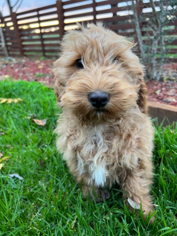 Medium Groodle Boy 5 | Domestic Animal | Ameys Puppies