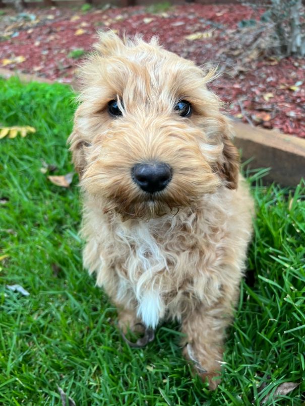 Medium Groodle Boy 5 | Domestic Animal | Ameys Puppies