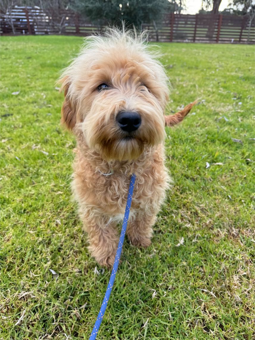 Medium Groodle Boy 5 | Domestic Animal | Ameys Puppies