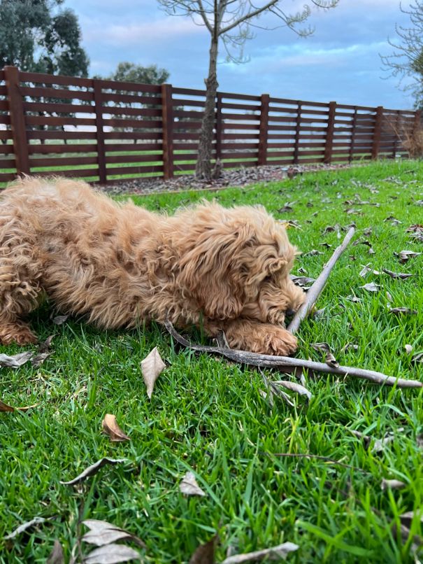 Medium Groodle Boy 5 | Domestic Animal | Ameys Puppies