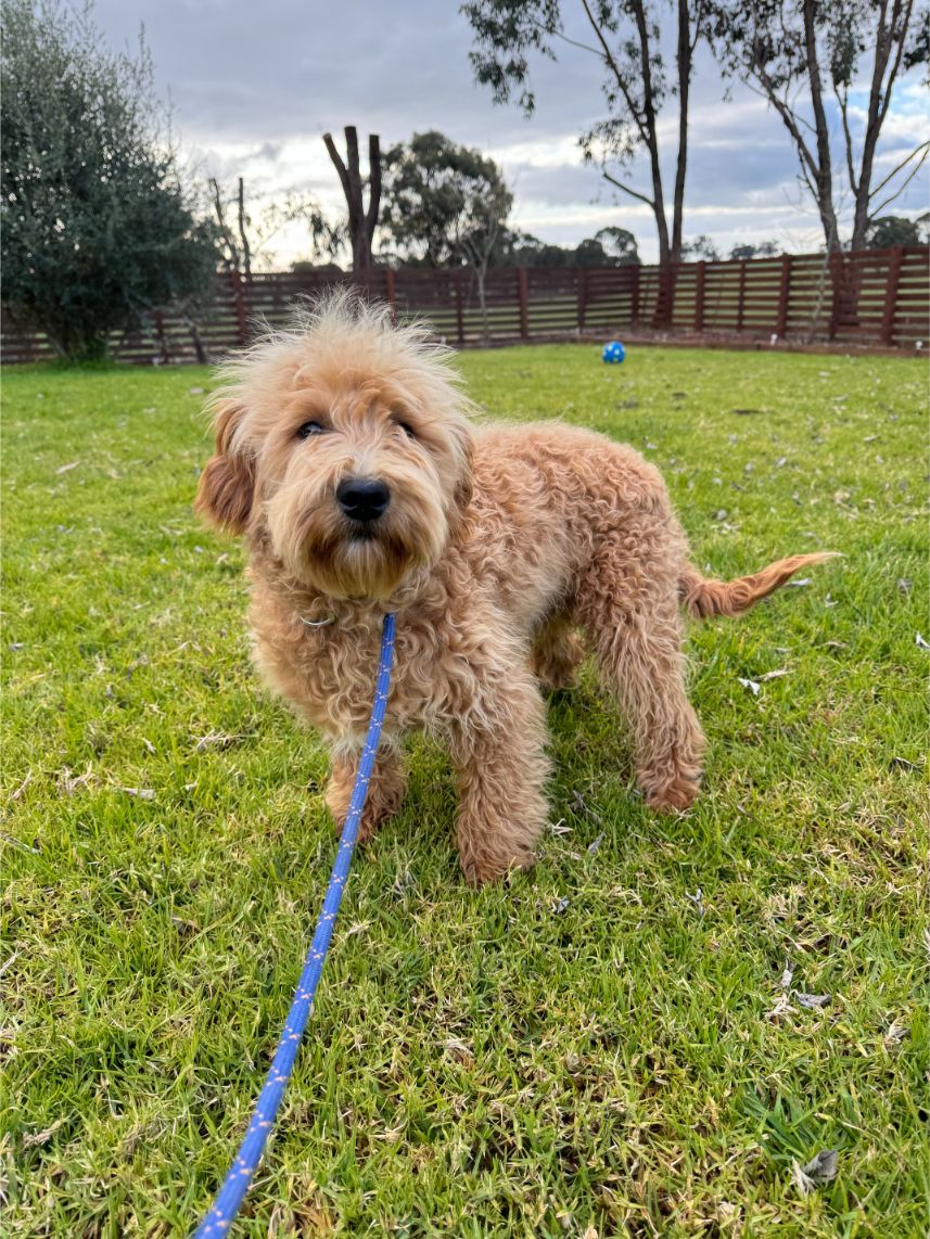 Medium Groodle Boy 5 | Domestic Animal | Ameys Puppies