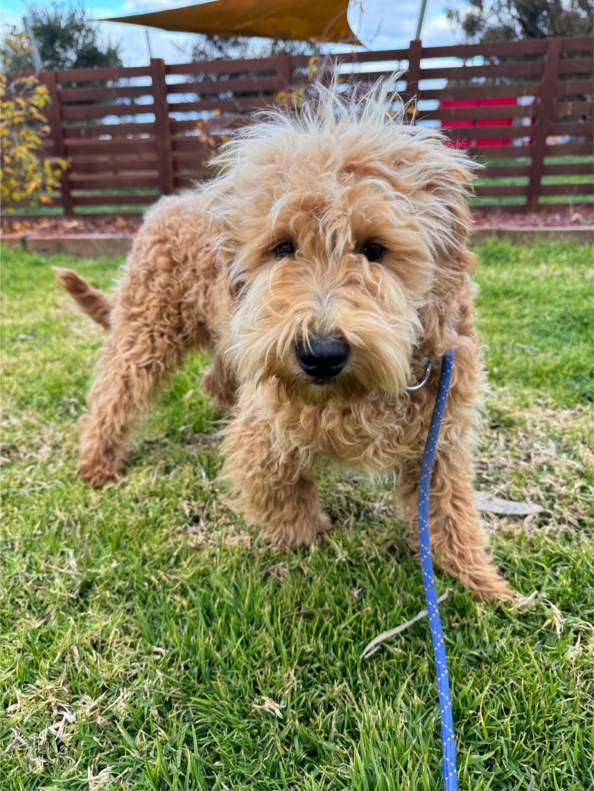 Medium Groodle Boy 5 | Domestic Animal | Ameys Puppies