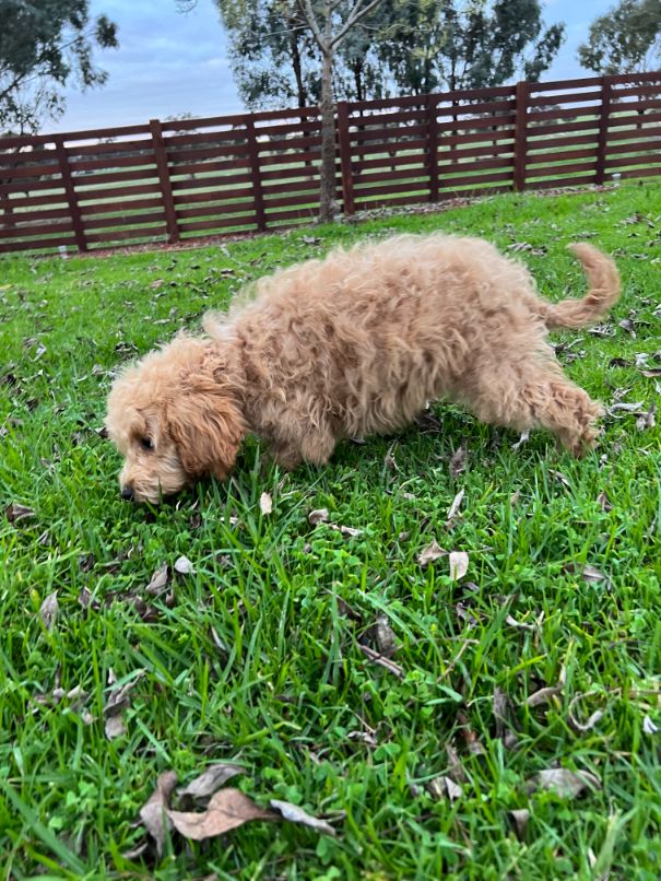 Medium Groodle Boy 5 | Domestic Animal | Ameys Puppies