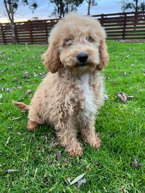 Medium Groodle Boy 5 | Domestic Animal | Ameys Puppies