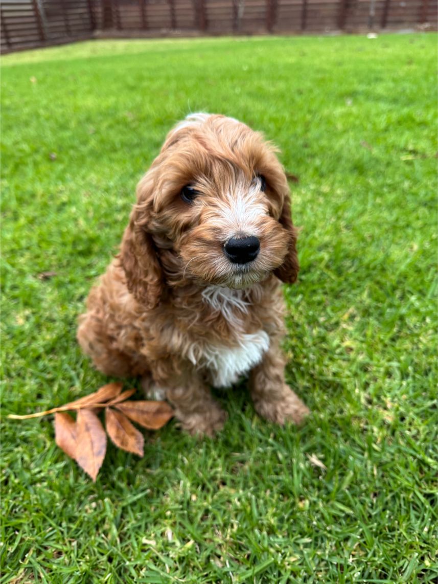 F1b Miniature Spoodle Girl 1 | Ameys Puppies