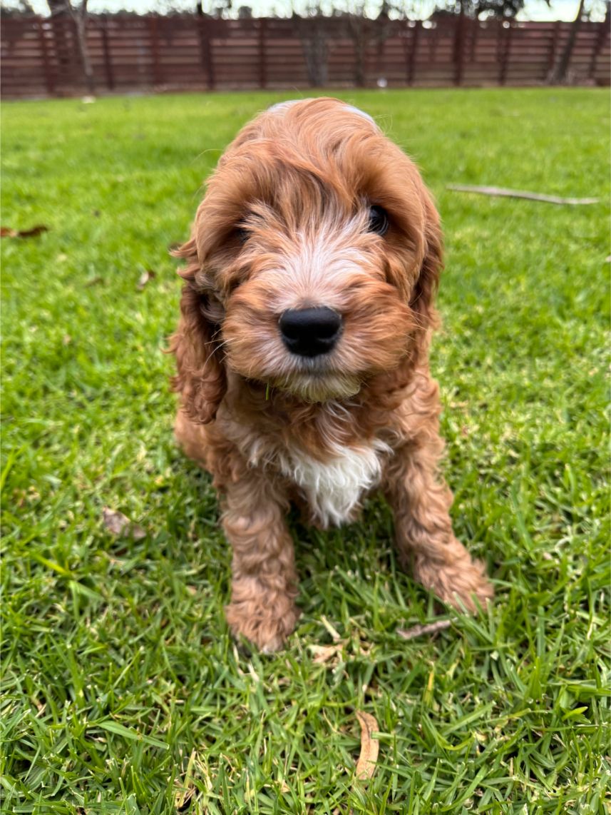 F1b Miniature Spoodle Girl 1 | Ameys Puppies