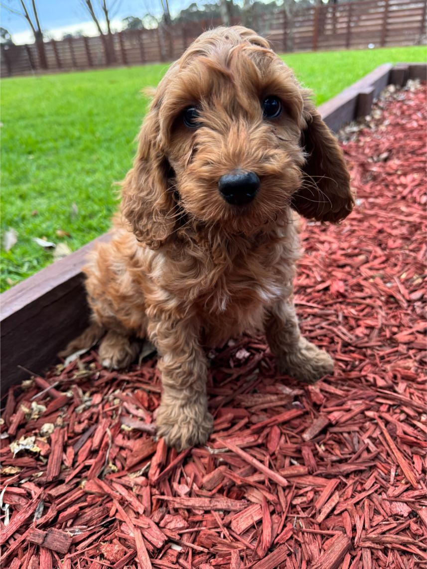 F1b Miniature Spoodle Girl 1 | Ameys Puppies