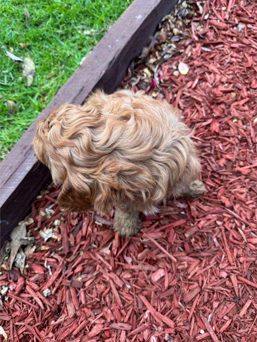 F1b Miniature Spoodle Girl 1 | Ameys Puppies