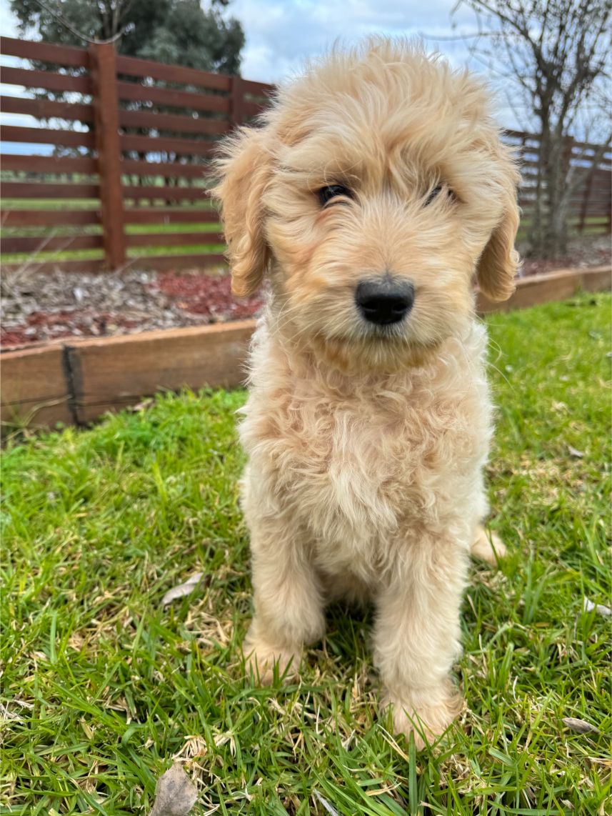 Groodle Puppies for Sale Melbourne | Amey's Puppies