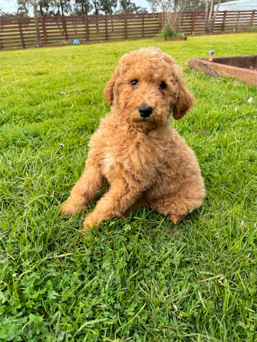 Medium Groodle Boy 5 | Domestic Animal | Ameys Puppies