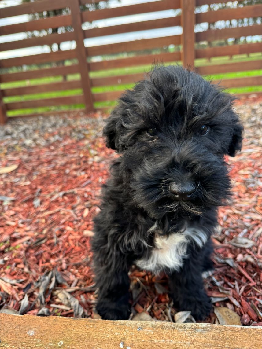 Schnoodle Puppies 5 | Domestic Animal | Ameys Puppies