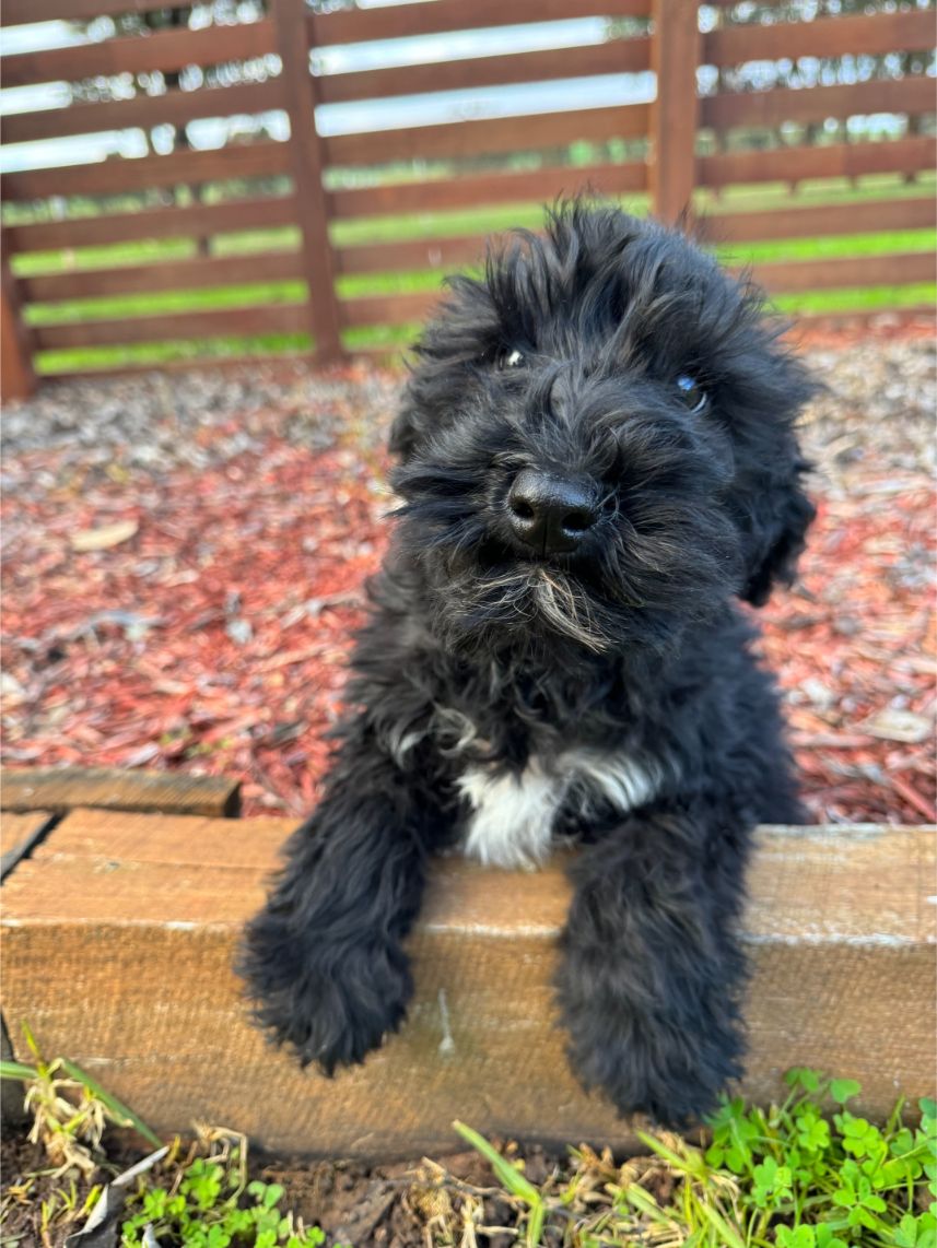 Schnoodle Puppies 5 | Domestic Animal | Ameys Puppies