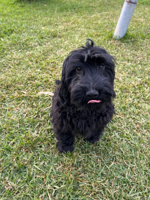 F1b Miniature Spoodle Girl 1 | Ameys Puppies