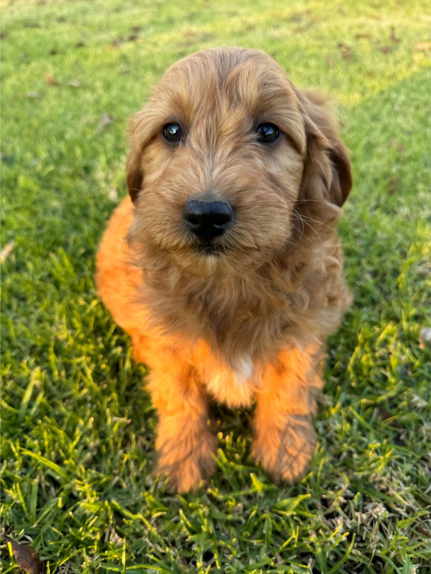 Groodle Puppies for Sale Melbourne | Amey's Puppies