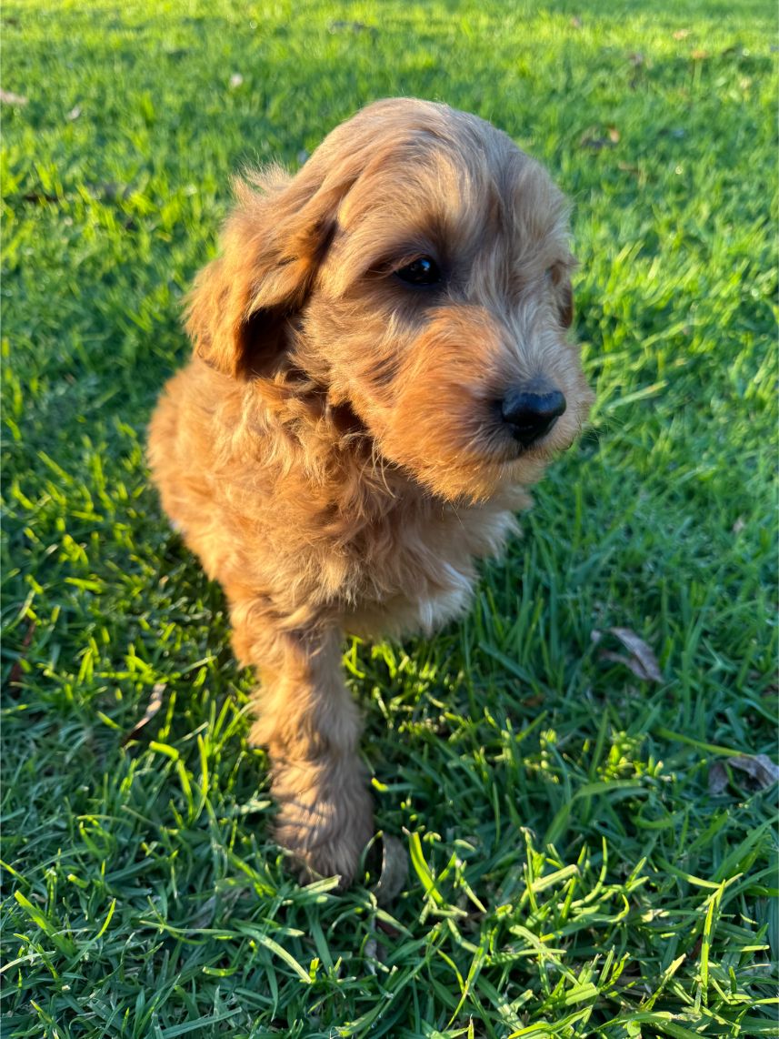 Medium Groodle Boy 5 | Domestic Animal | Ameys Puppies