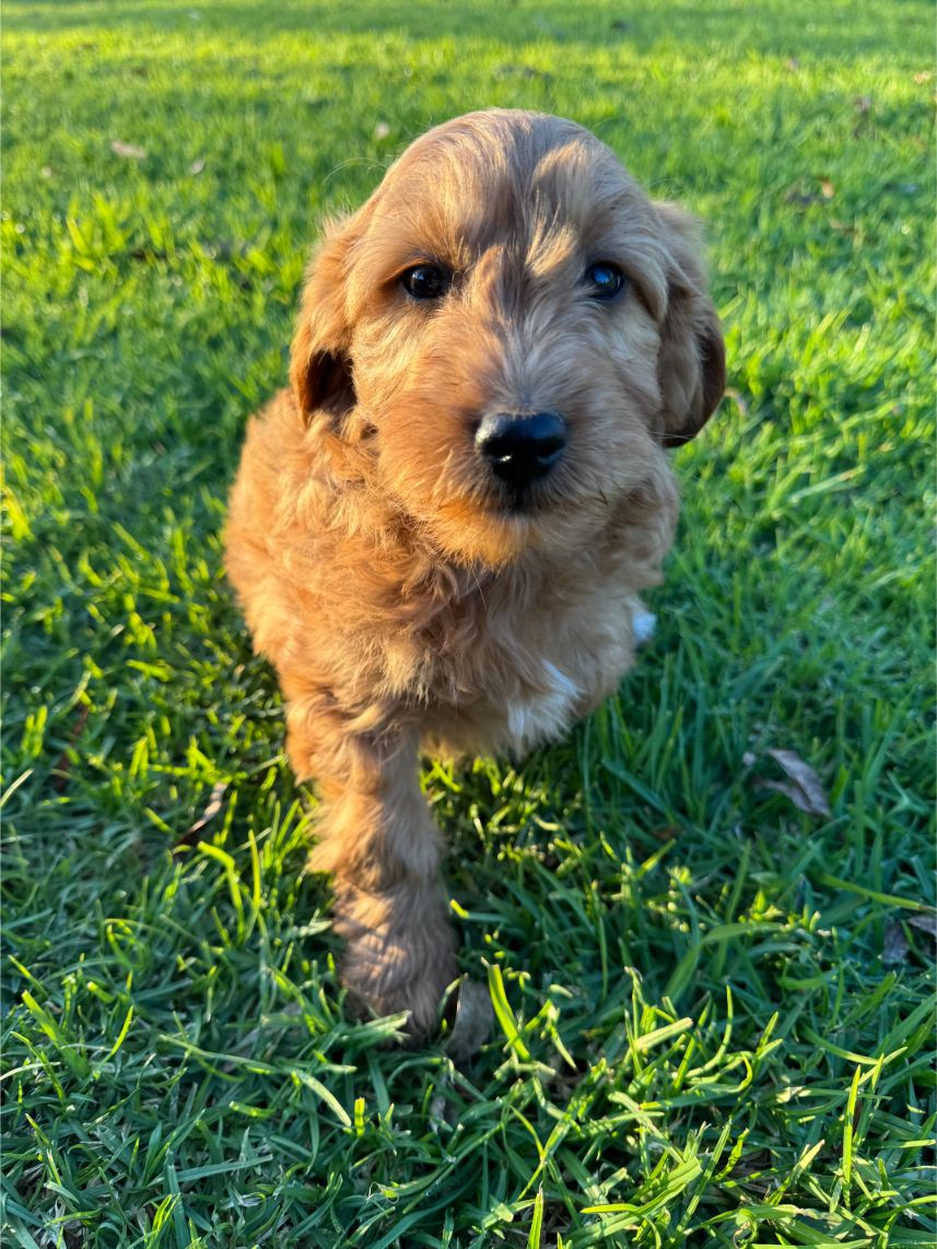 Medium Groodle Boy 5 | Domestic Animal | Ameys Puppies
