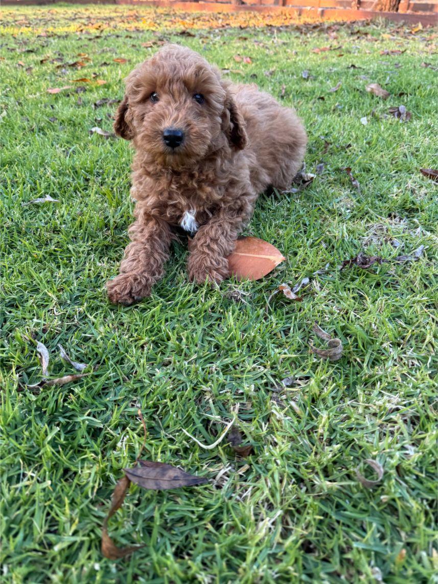 Medium Groodle Boy 5 | Domestic Animal | Ameys Puppies