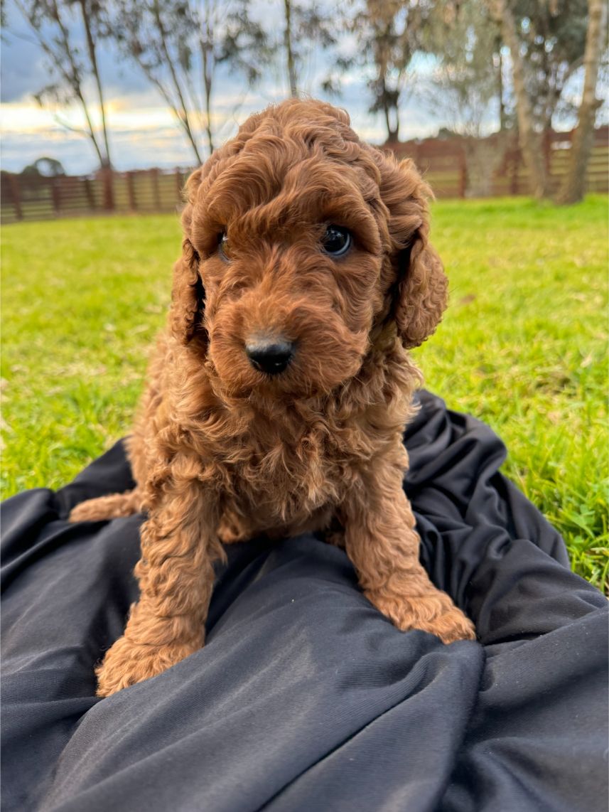 Cavoodle Puppies 7 | Domestic Animal | Ameys Puppies